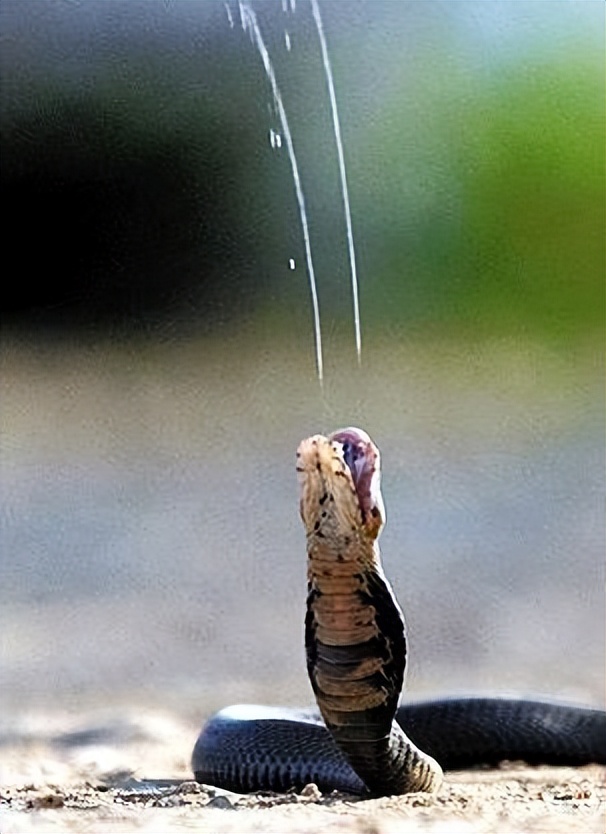 Animal Fun Facts: Snakes' Absolute Defense, Making Sounds and Squirting ...