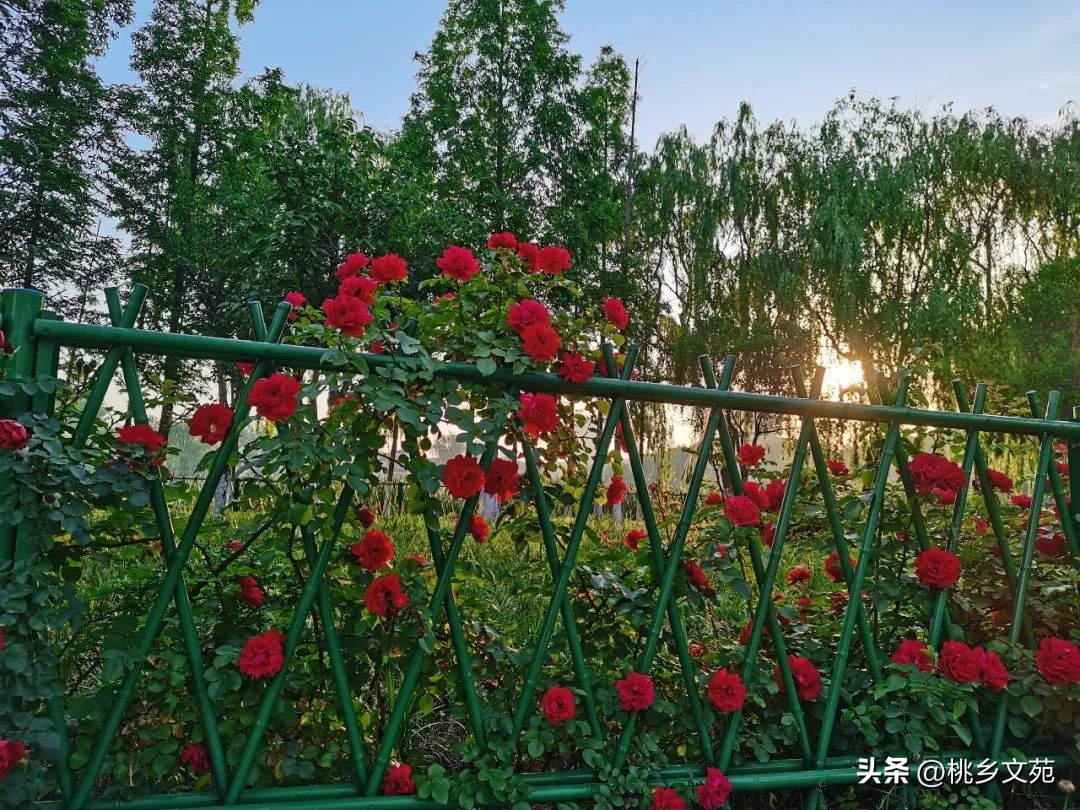 "Poetry" Jiao Fanghai: Early Morning in Late Spring (External Song) - iNEWS