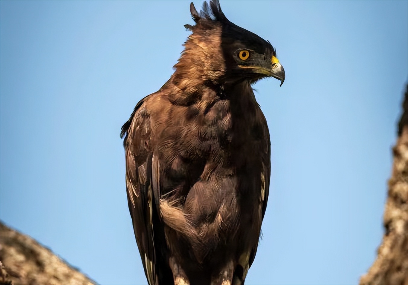 What is the vocal communication mechanism of primates and how do they ...