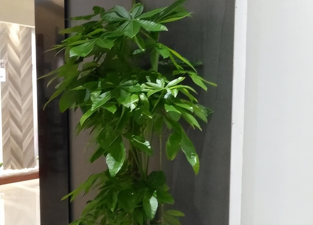 The Secret of the Fortune Tree Blooming, Bringing You Fortune - iNEWS