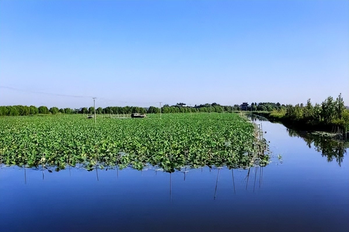Lotus Leaf Spreading the Water Surface Touring Weishan Lake - iMedia