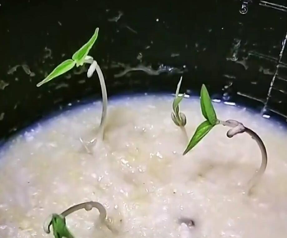 A woman boiled mung bean porridge a few years ago, and went back to her ...