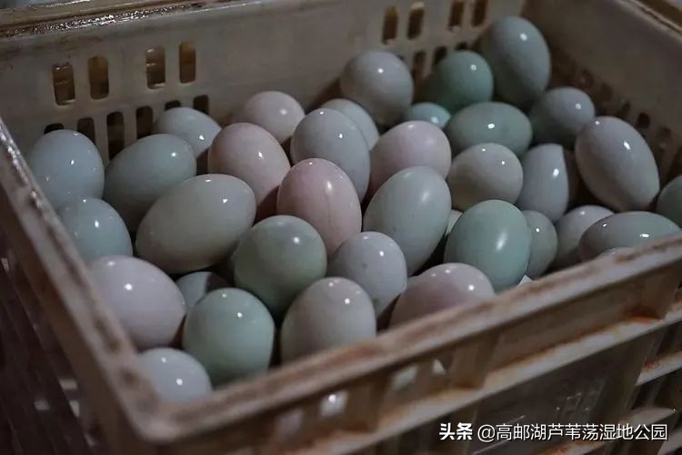 New eggs are new, and the oily Gaoyou salted duck eggs are now on the ...
