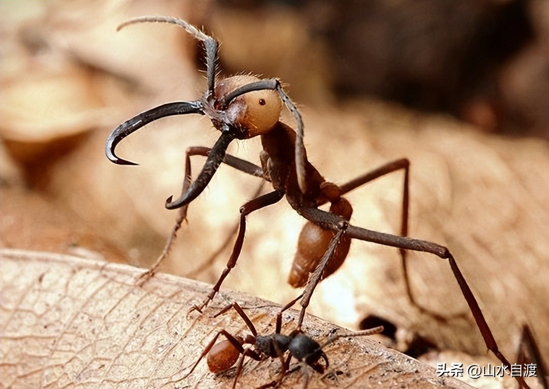 What would happen if ants disappeared from the face of the earth? - iNEWS