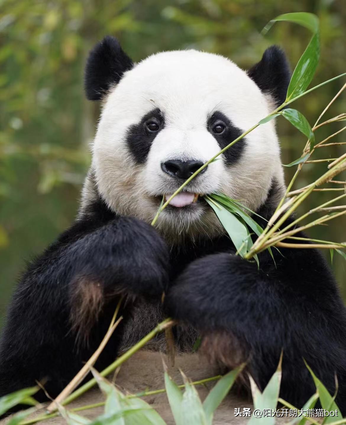 The giant panda Le Bao is not a cheap son-in-law, he is a proper bear ...