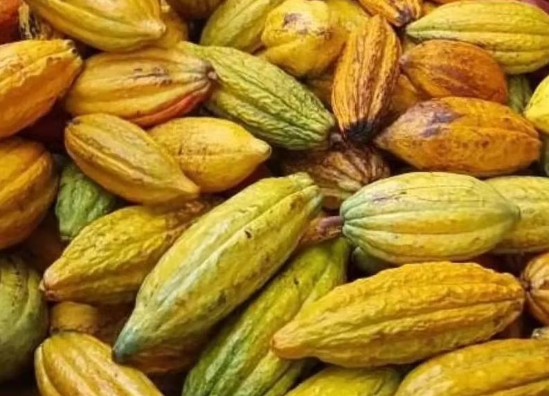 A tropical plant in Hainan, native to the Americas, known as cocoa ...