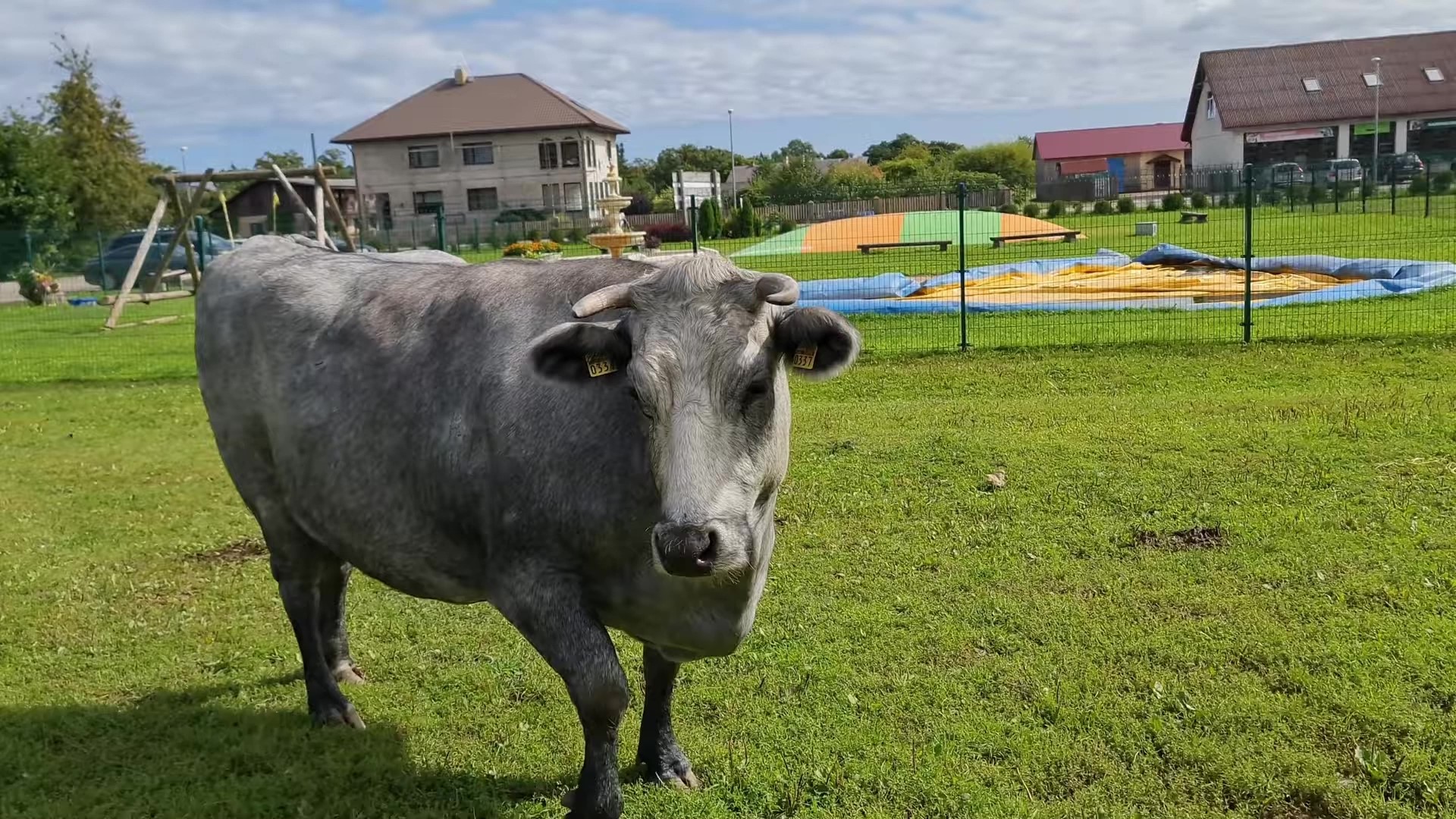The magical blue bull, who was almost extinct, was rescued by a drama ...