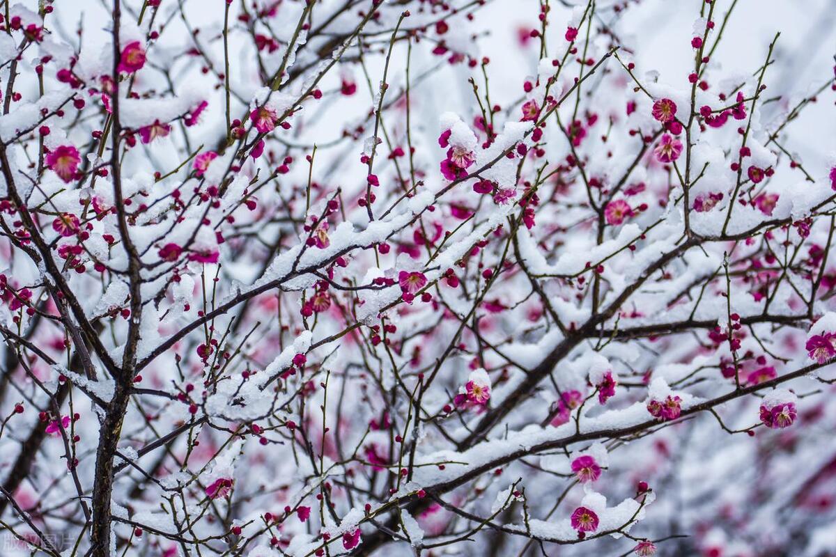 Between Snow and Plum Blossoms (Prose) - iNEWS