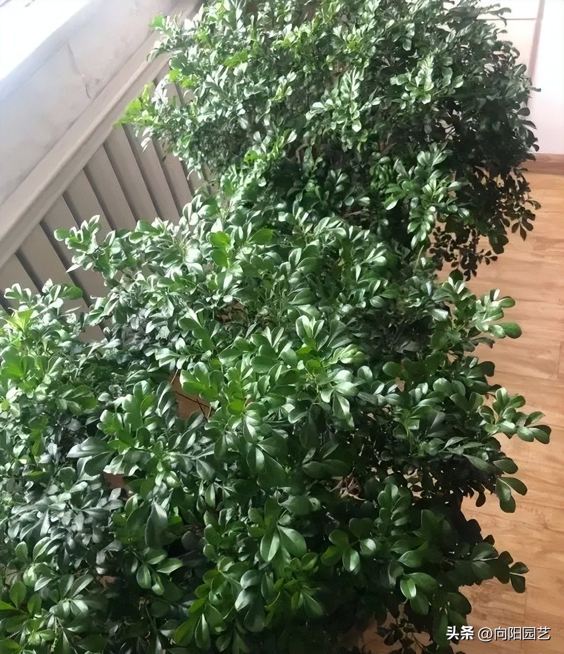 The medium-sized potted green plant Milano can be maintained in both ...