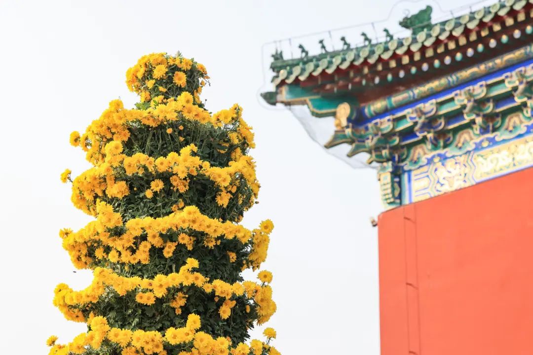 "Thousands of Dali chrysanthemums" are eye-catching!More than 6,000 ...