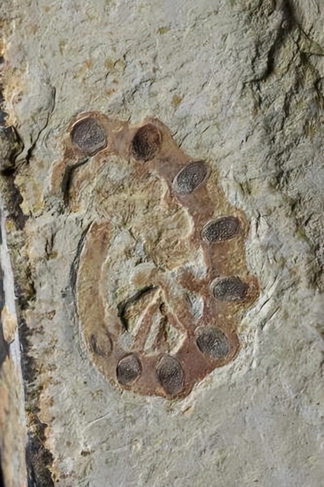 Study on the taxonomy of key biological systems in the Ediacaran ...