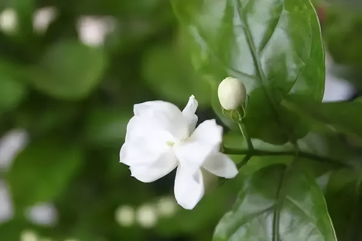 "The Youngest Island Country" Timor-Leste - iNEWS