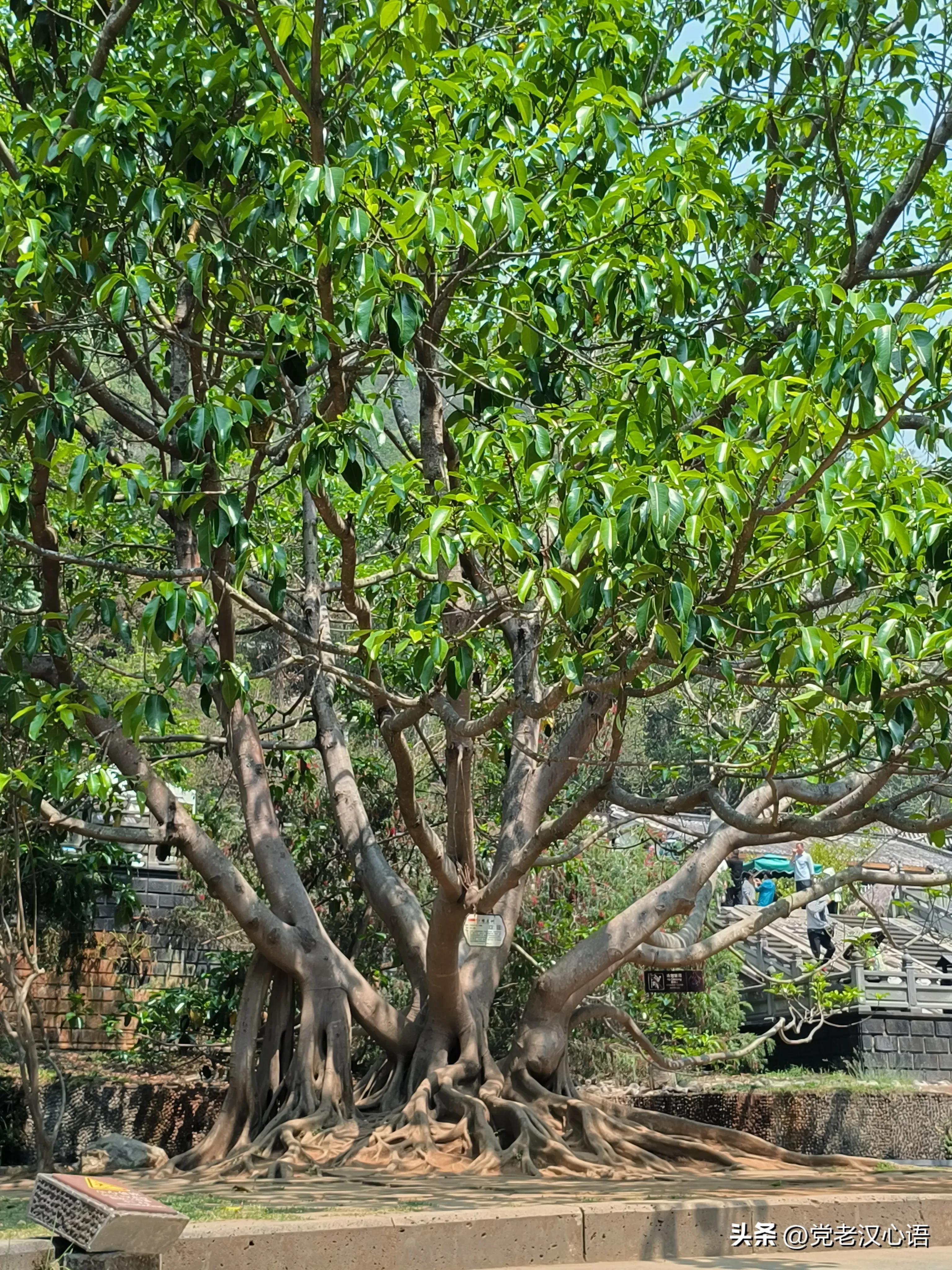 Self-driving tour for ancient couples (60) Tengchong Rehai Scenic Area ...