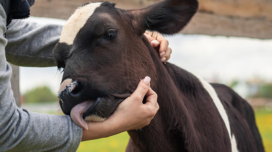 Indian bull hug festival - iNEWS