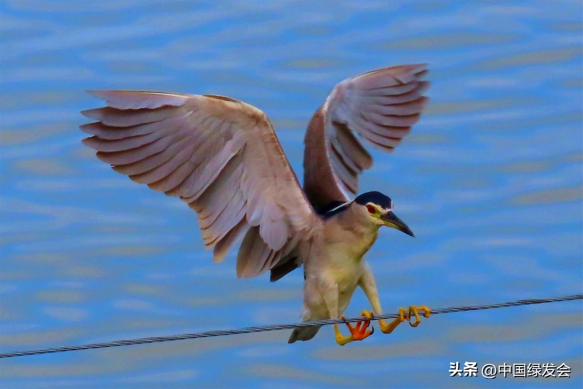 Super cool! night heron tightrope walk - iMedia