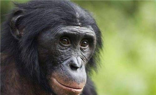 A "talking" chimpanzee was discovered in the United States. It behaves ...