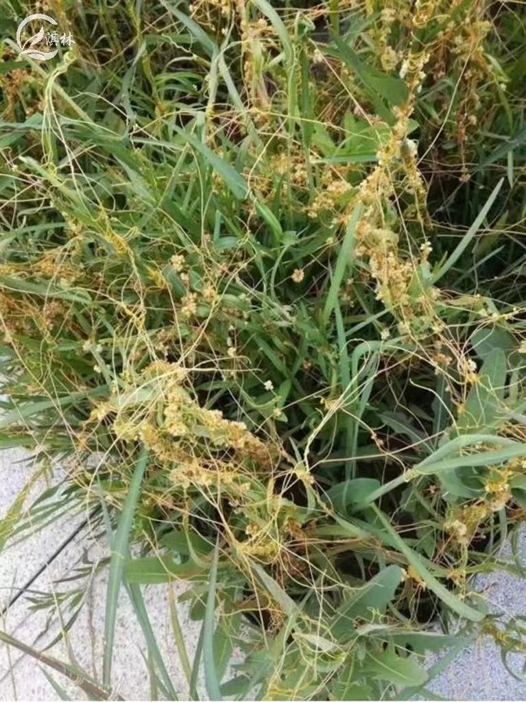 Efficient control measures of dodder - iNEWS