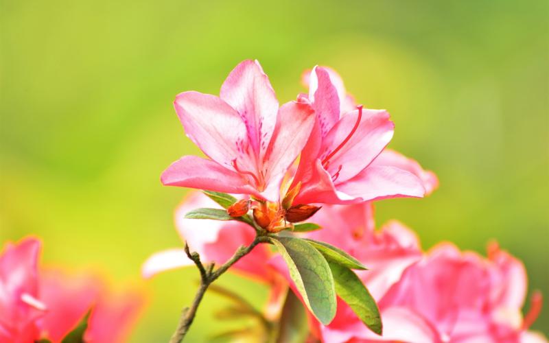 City Flowers of Sichuan Province - iNEWS