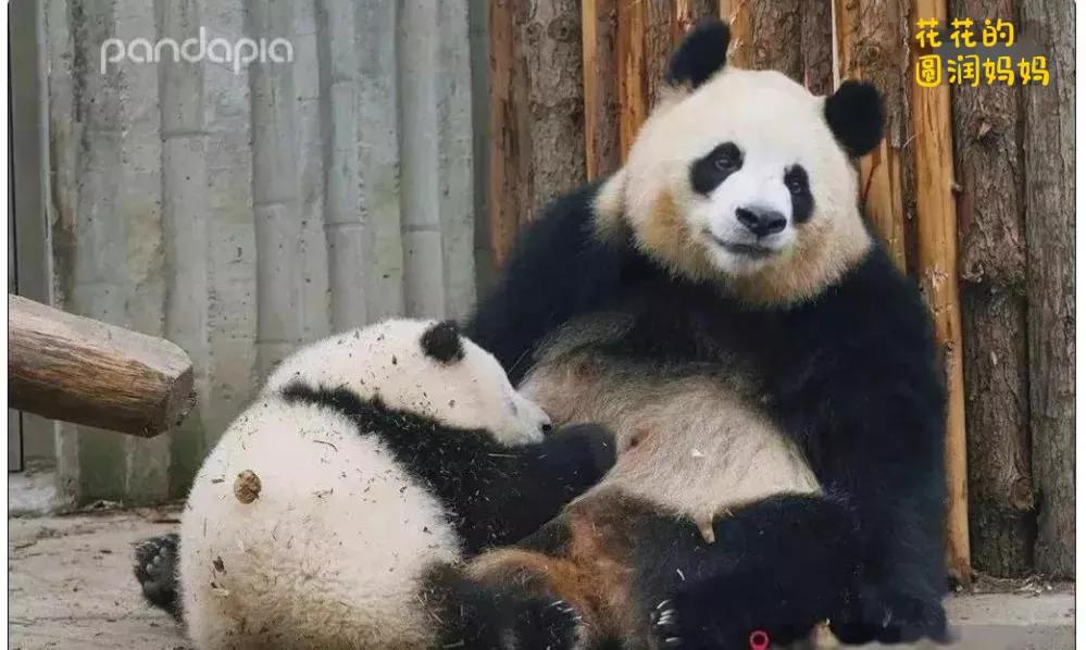 From Yuanyuan to Aibao: How does a panda mother breastfeed her baby ...