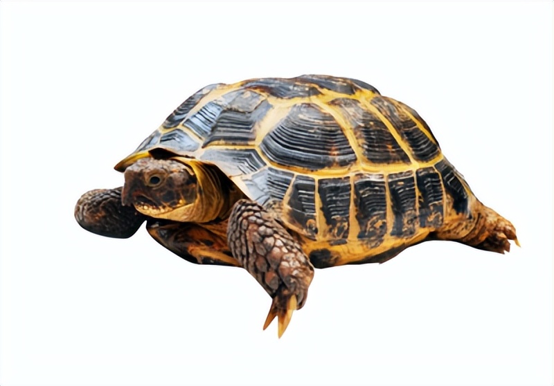 How long do turtles live - iNEWS