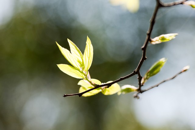 When the second month of leap comes, the old man said, "Double spring ...