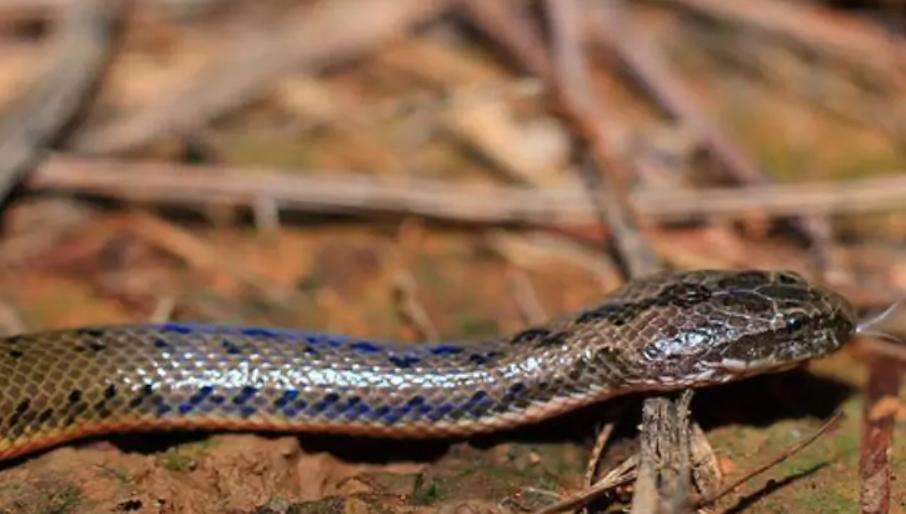 List of Snakes - Snakes (4) - iMedia