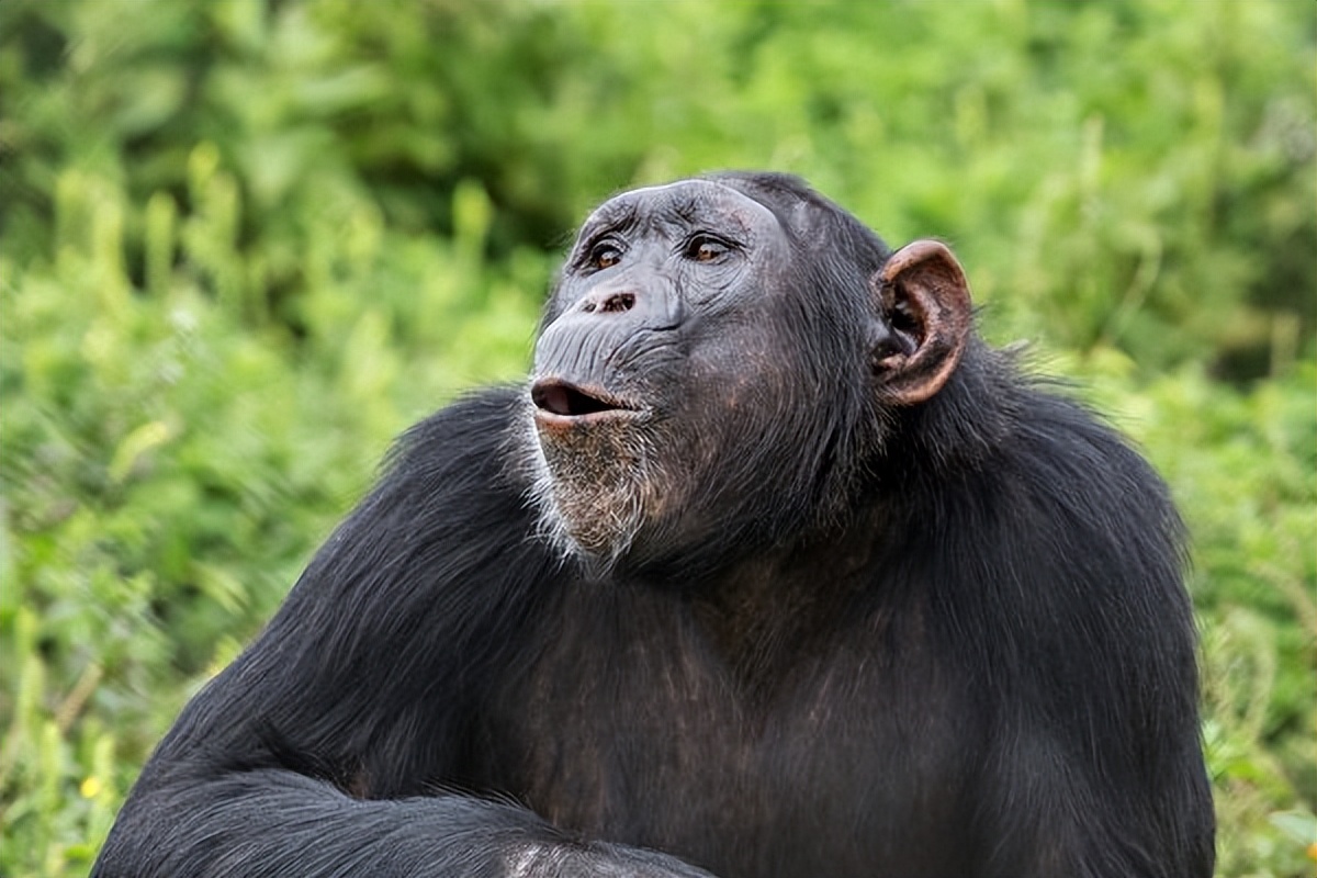 Chimpanzee Vanilla freed, seeing the sky for the first time - iNEWS