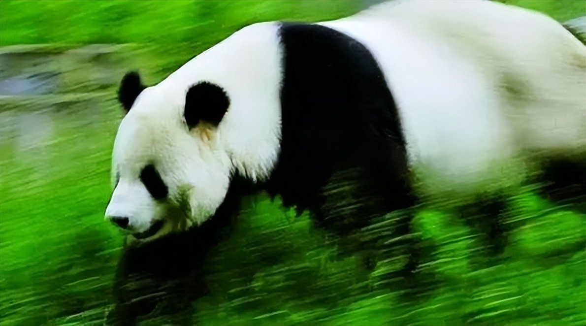 The giant panda made an unexpected move, picked up the tourist umbrella ...