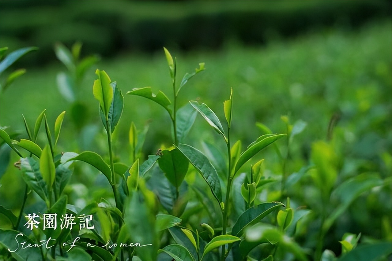 The preferred destination for summer travel in Wenzhou, Cangnan Wufeng ...