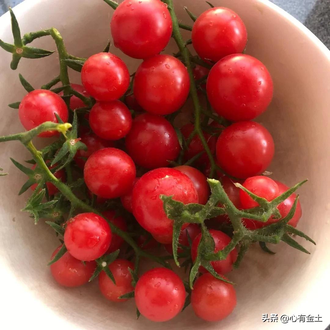 The unique charm of small tomatoes! - iMedia