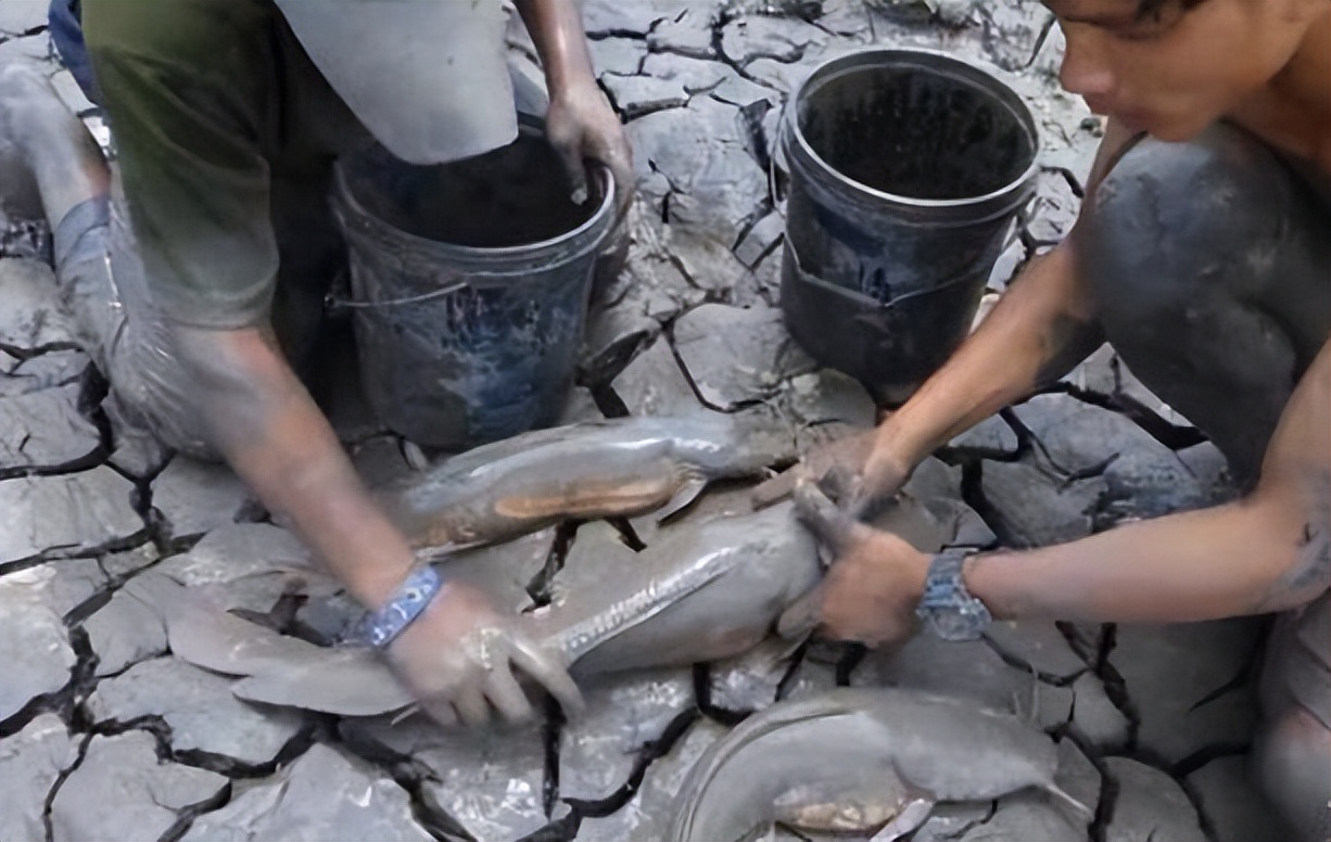 The most "tenacious" fish in the world was buried in the soil for 5 ...