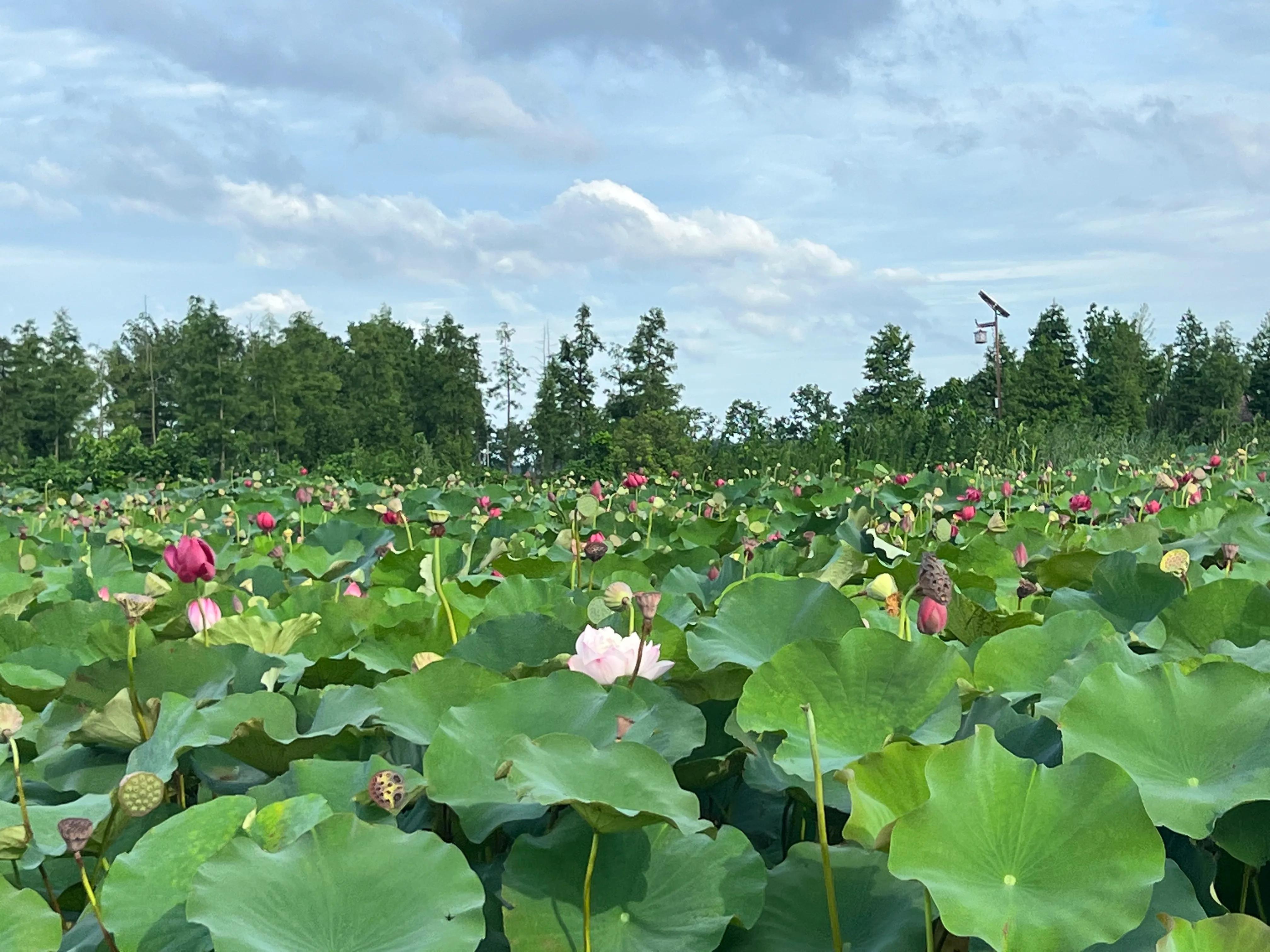 Seeking Poetry in "Lotus Man" - iNEWS