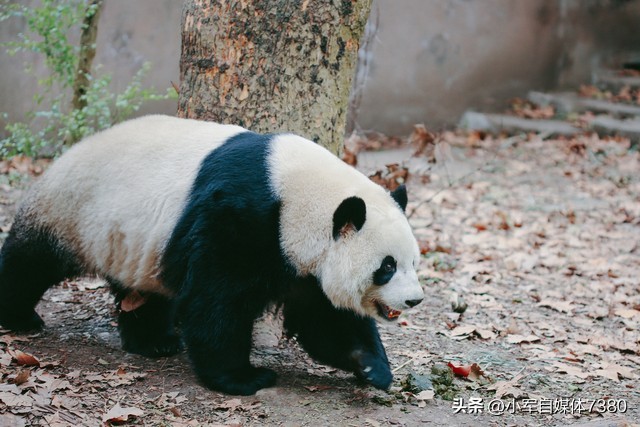 Yaya returns with her new neighbor, the super popular giant panda ...