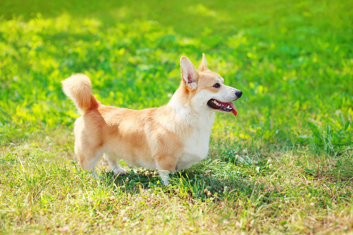 Tail Differences Between Dogs and Wolves: Why Do Dogs Like Upturned ...