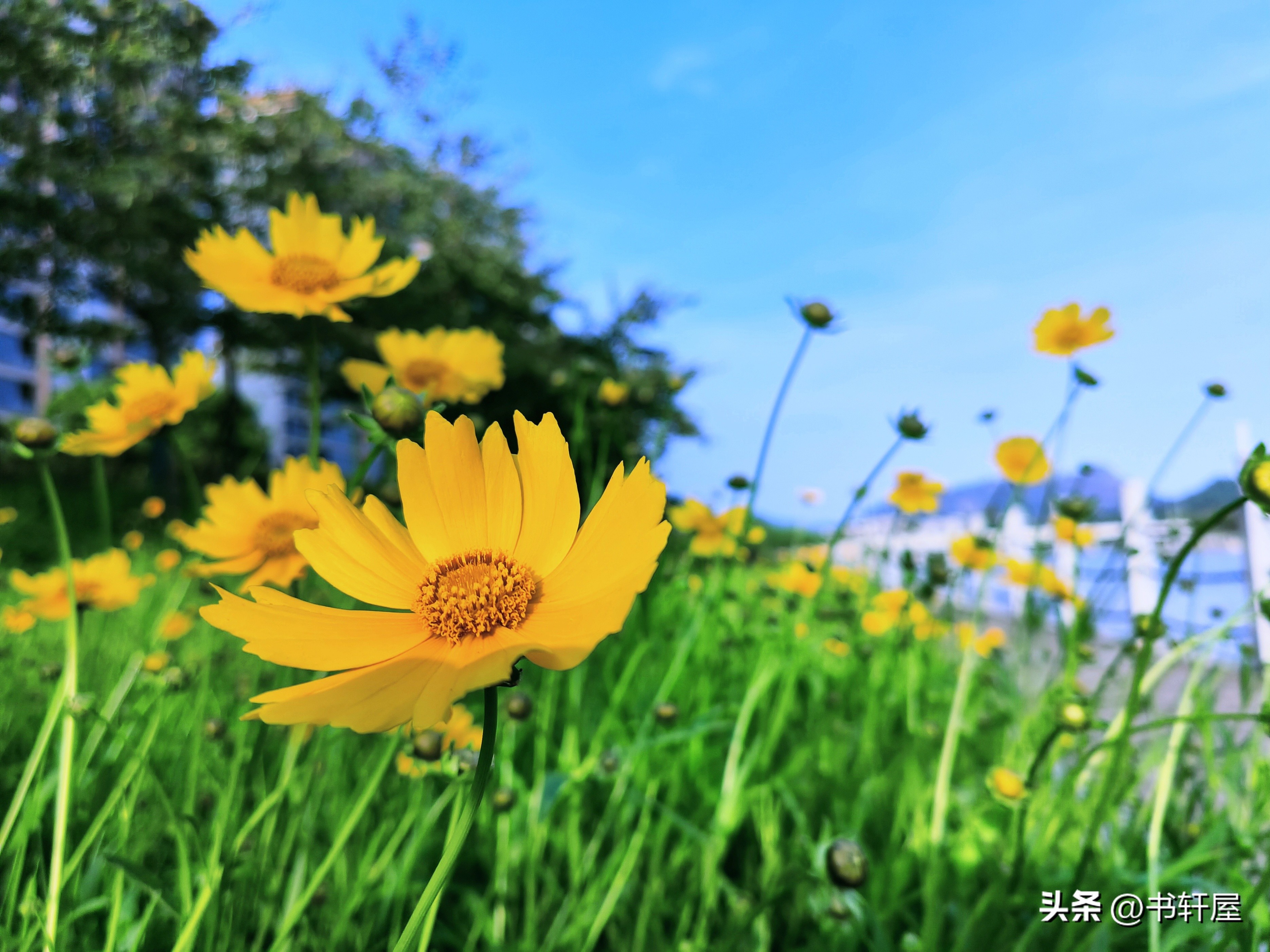 Zhu Xi: When reading, the heart is in the book; in doing things, the ...