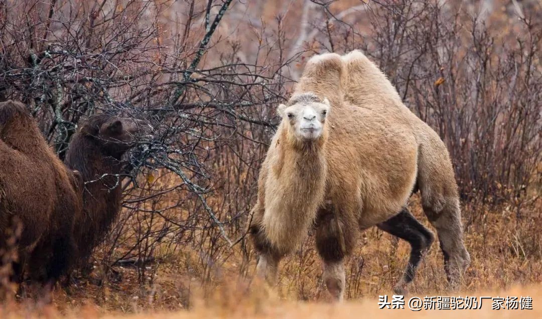 Desert boat with powerful genes - camel - iNEWS