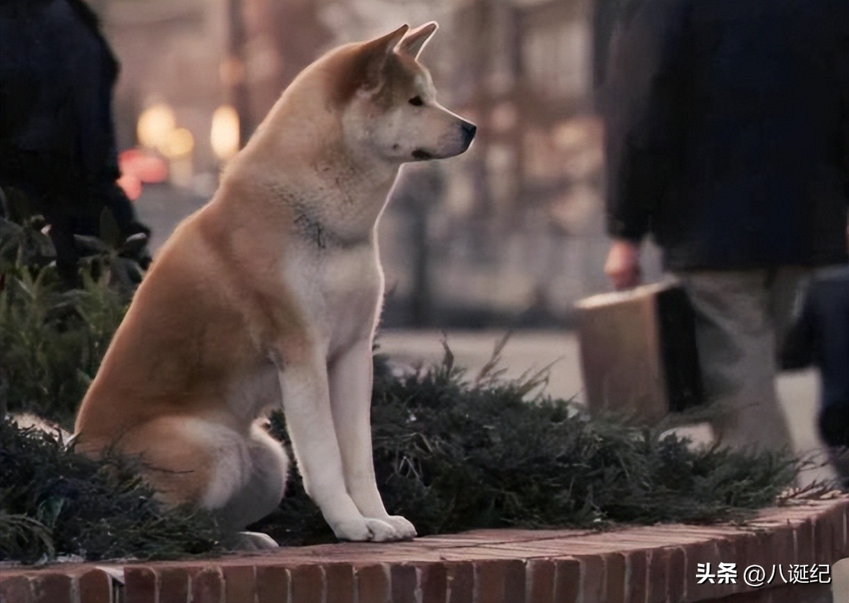 How does the movie "Hachiko" embody loyalty and humanity? - iMedia