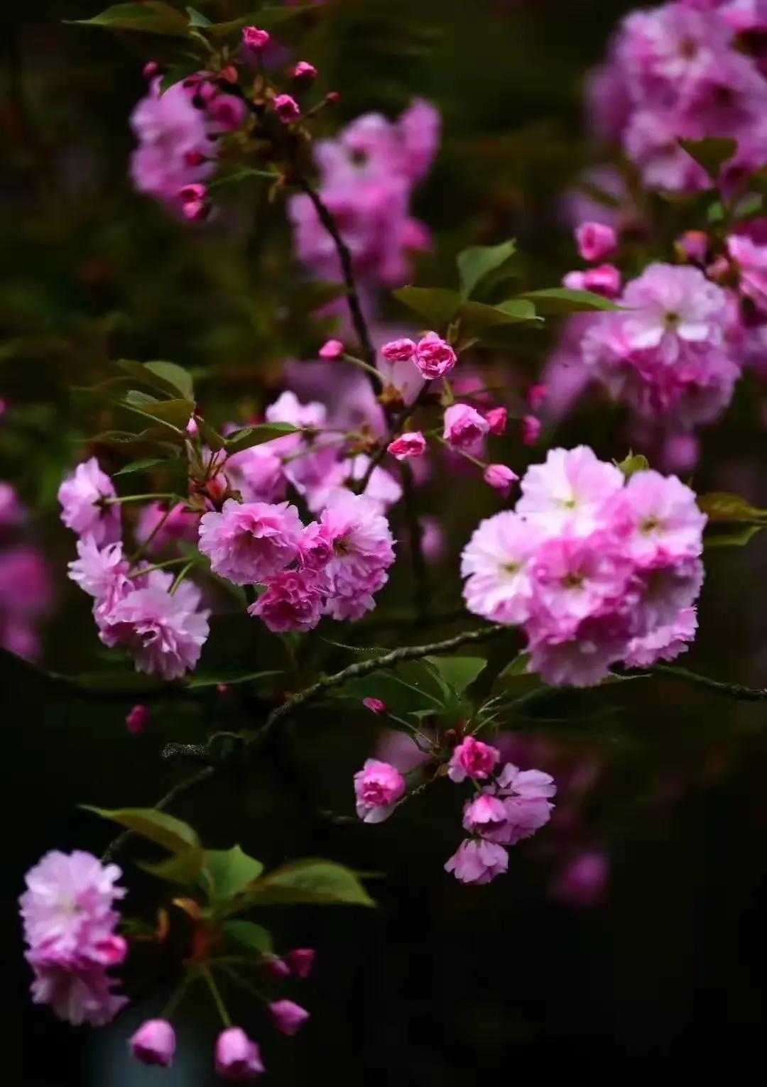 Cherry Blossoms in Chengdu - iNEWS