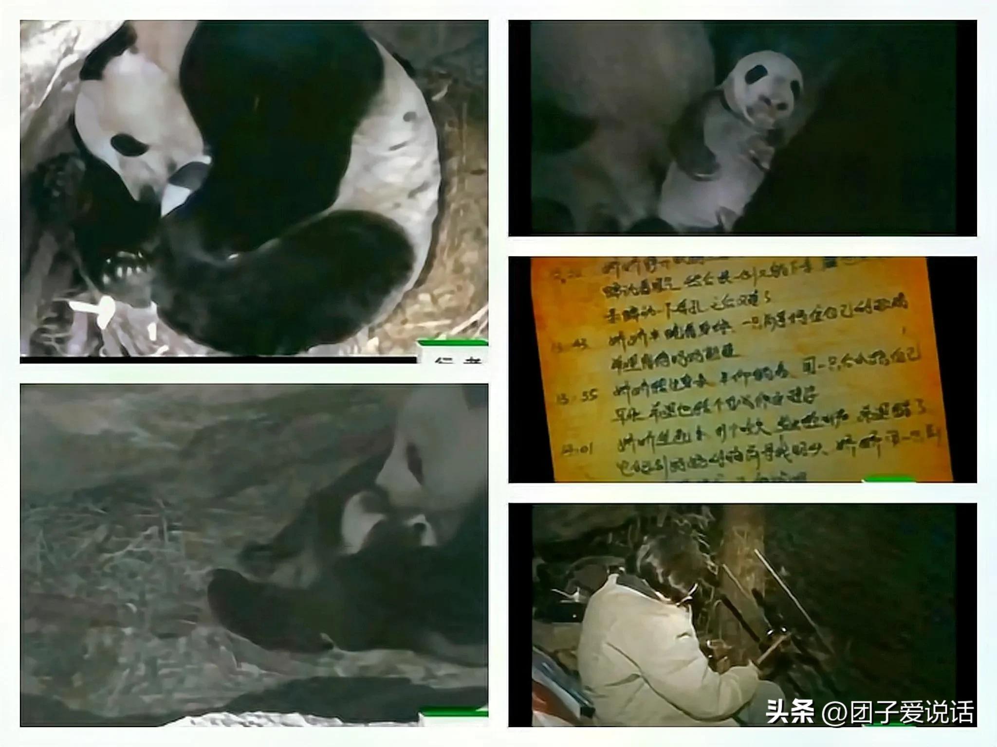 There is a story about the giant panda "Jiaojiao" and Professor Pan ...