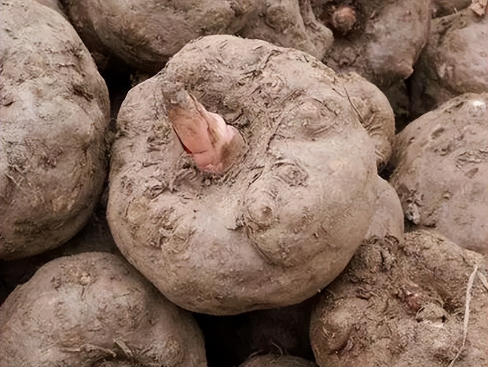 The misunderstood konjac - iNEWS