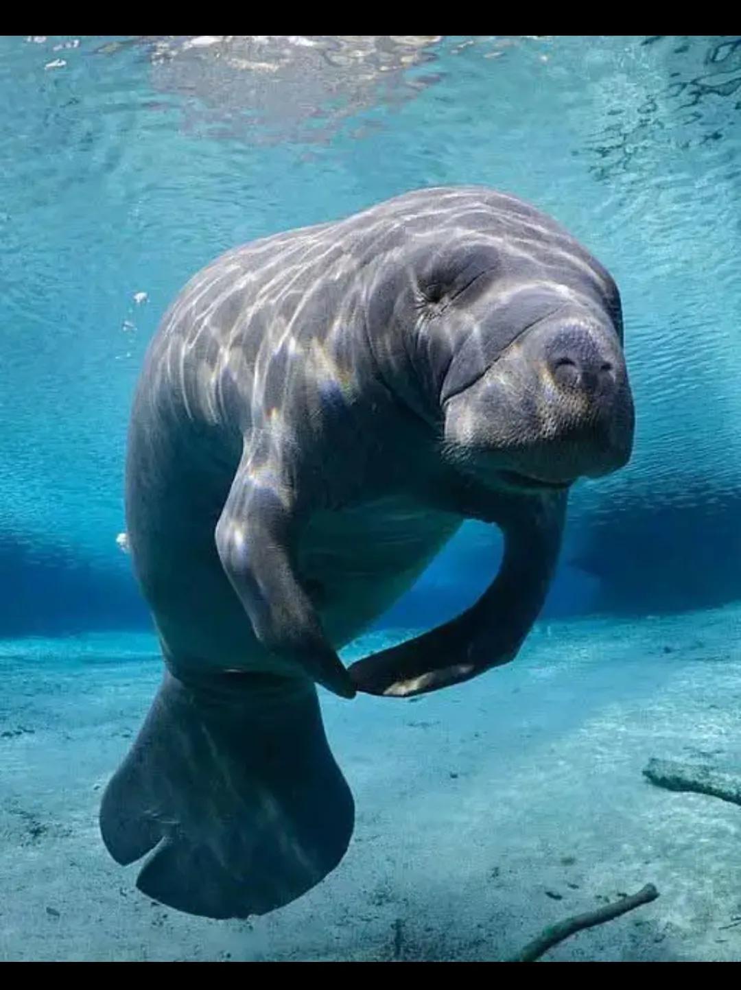 Real-life 'mermaid' prototype listed as functionally extinct - iNEWS