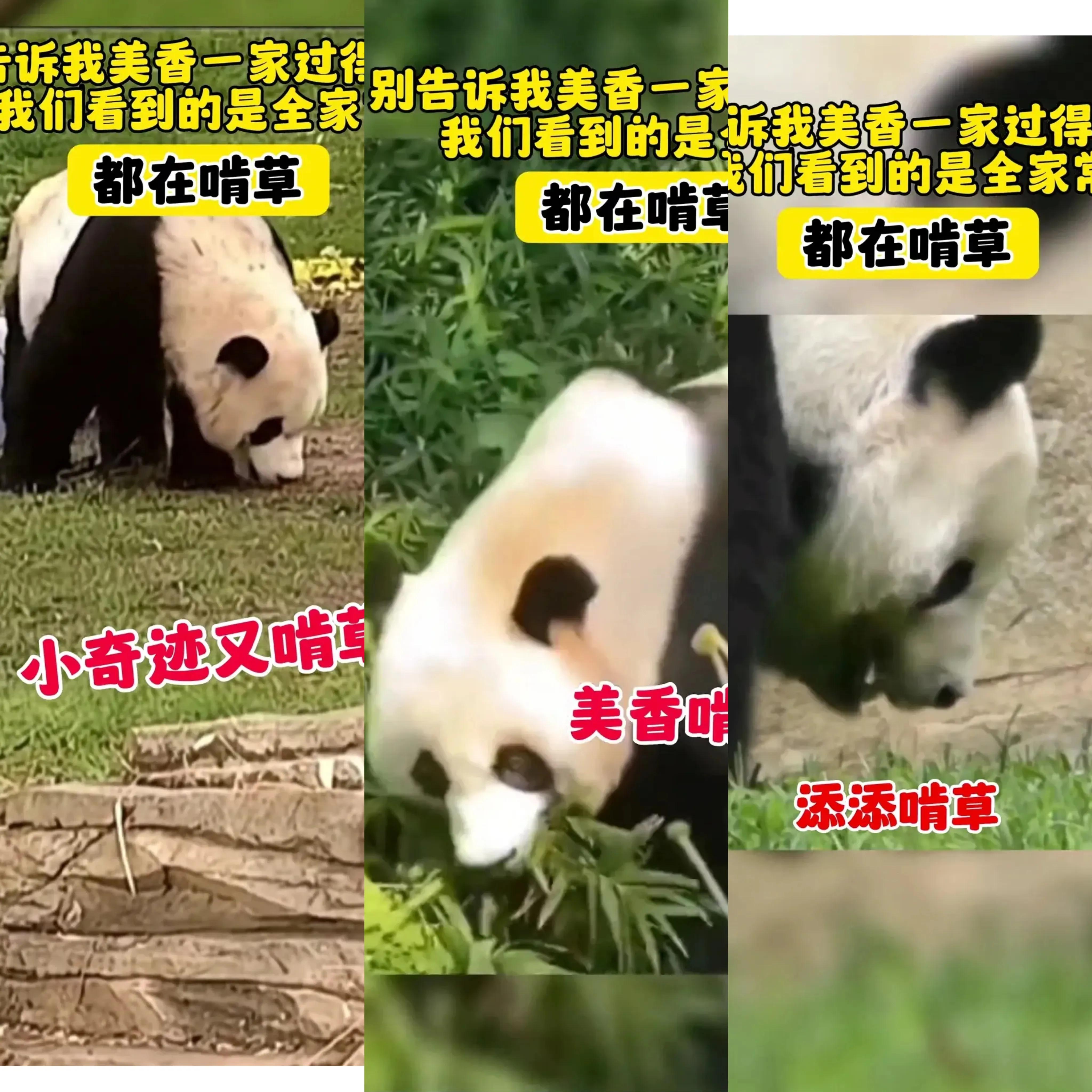 An article explaining the mistreatment of pandas in the United States ...