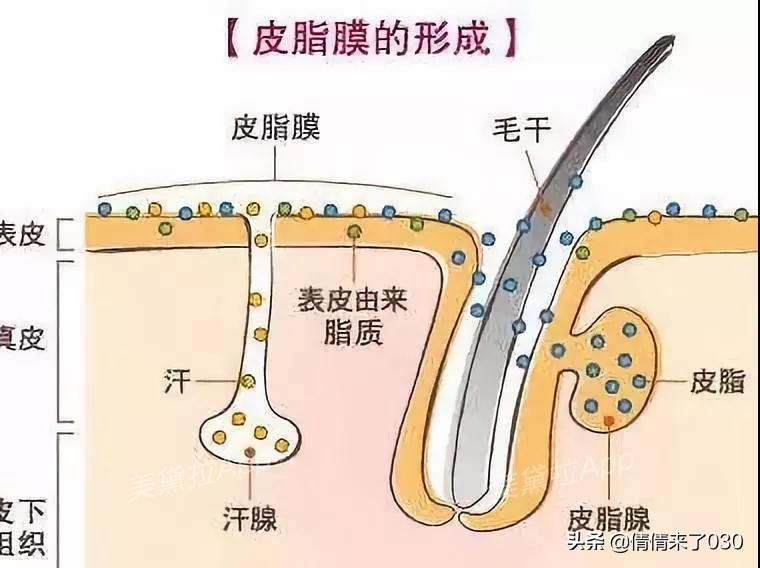 Take you into the world of sebum film, it turns out that it is so ...