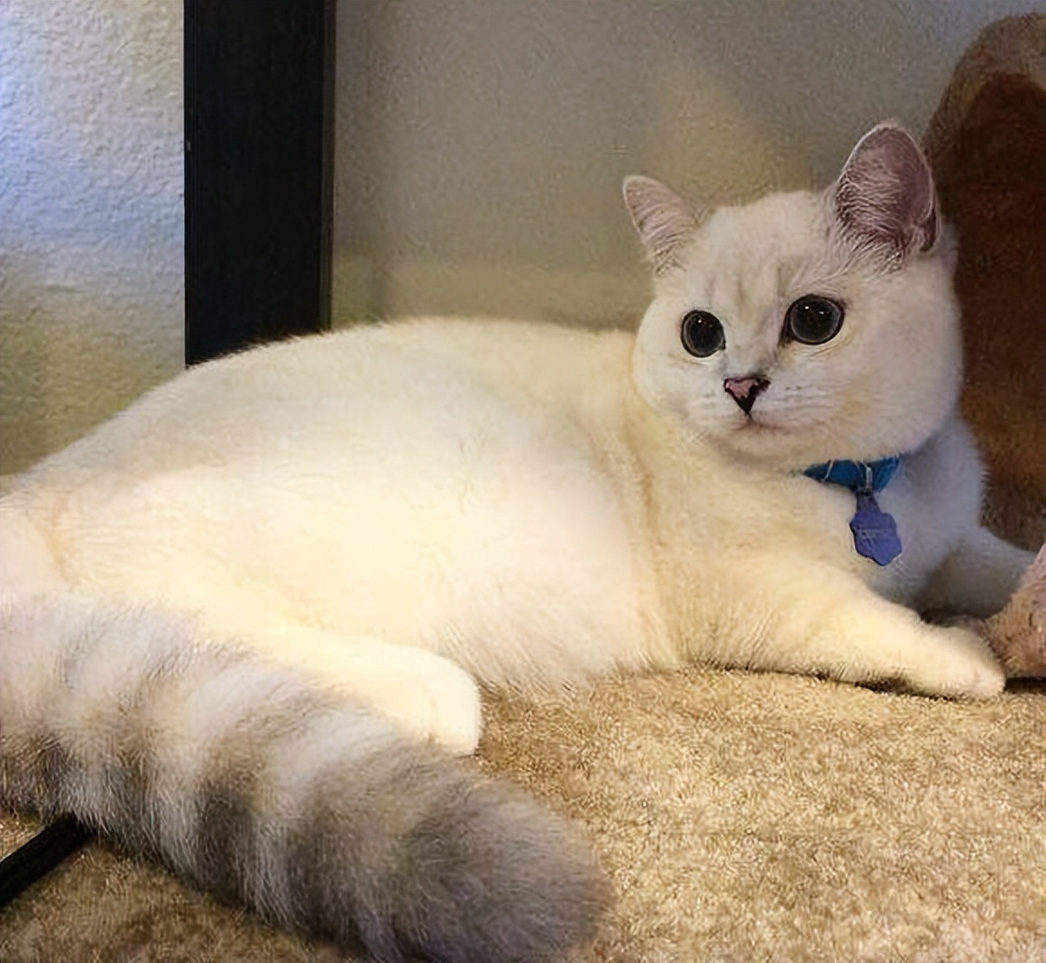 The 4 reactions of cats when they hear human meowing, which one is your ...