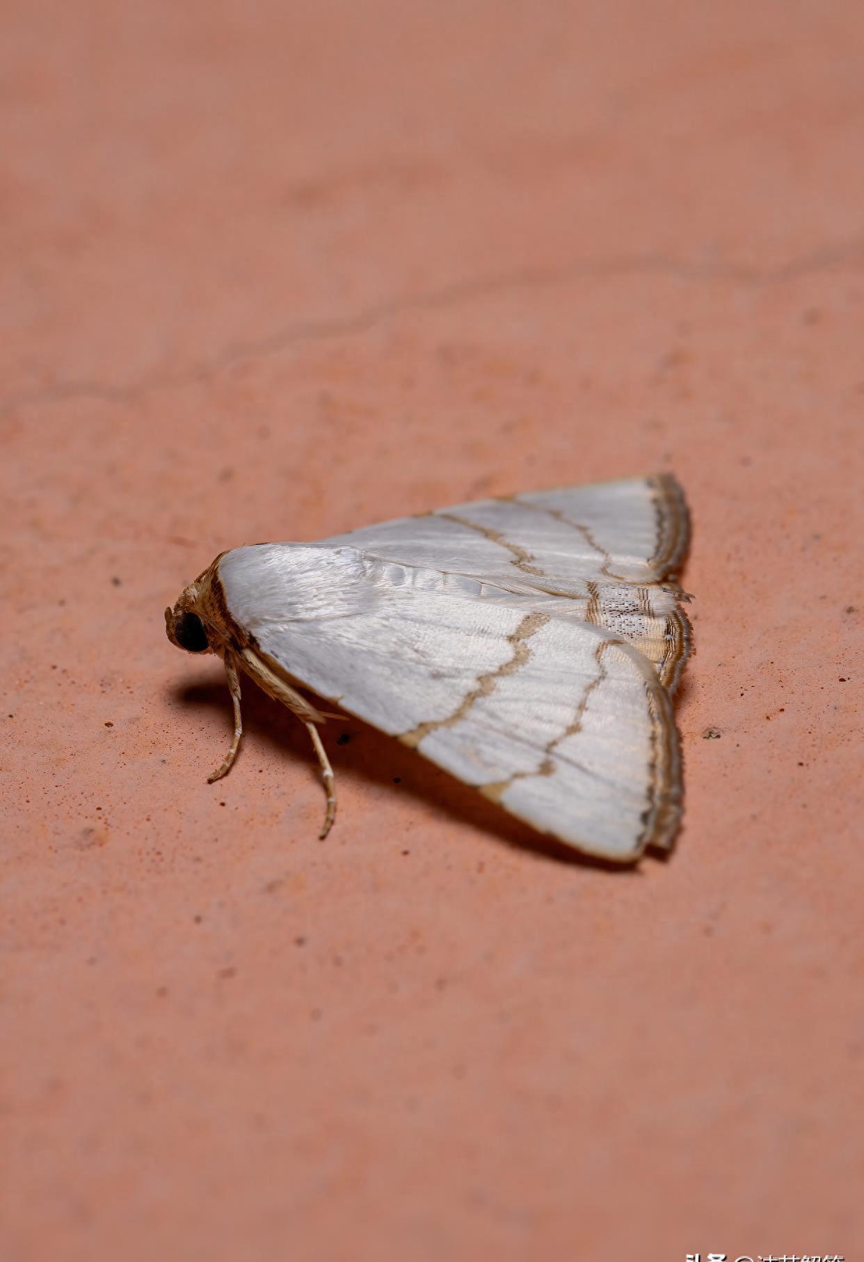 Win with cleverness! Get rid of annoying little moths! - iMedia