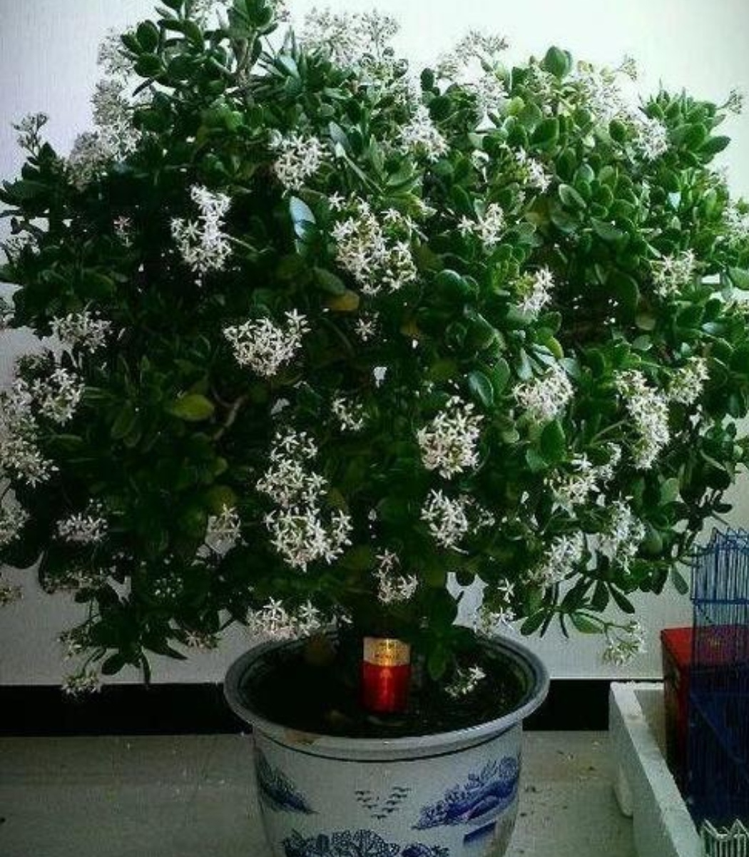 5 kinds of beautiful plants, tenacious vitality "not to die", easy to ...