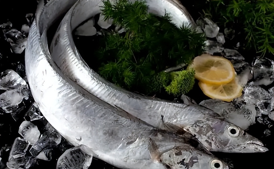 Is saury a freshwater fish or a marine fish - iNEWS