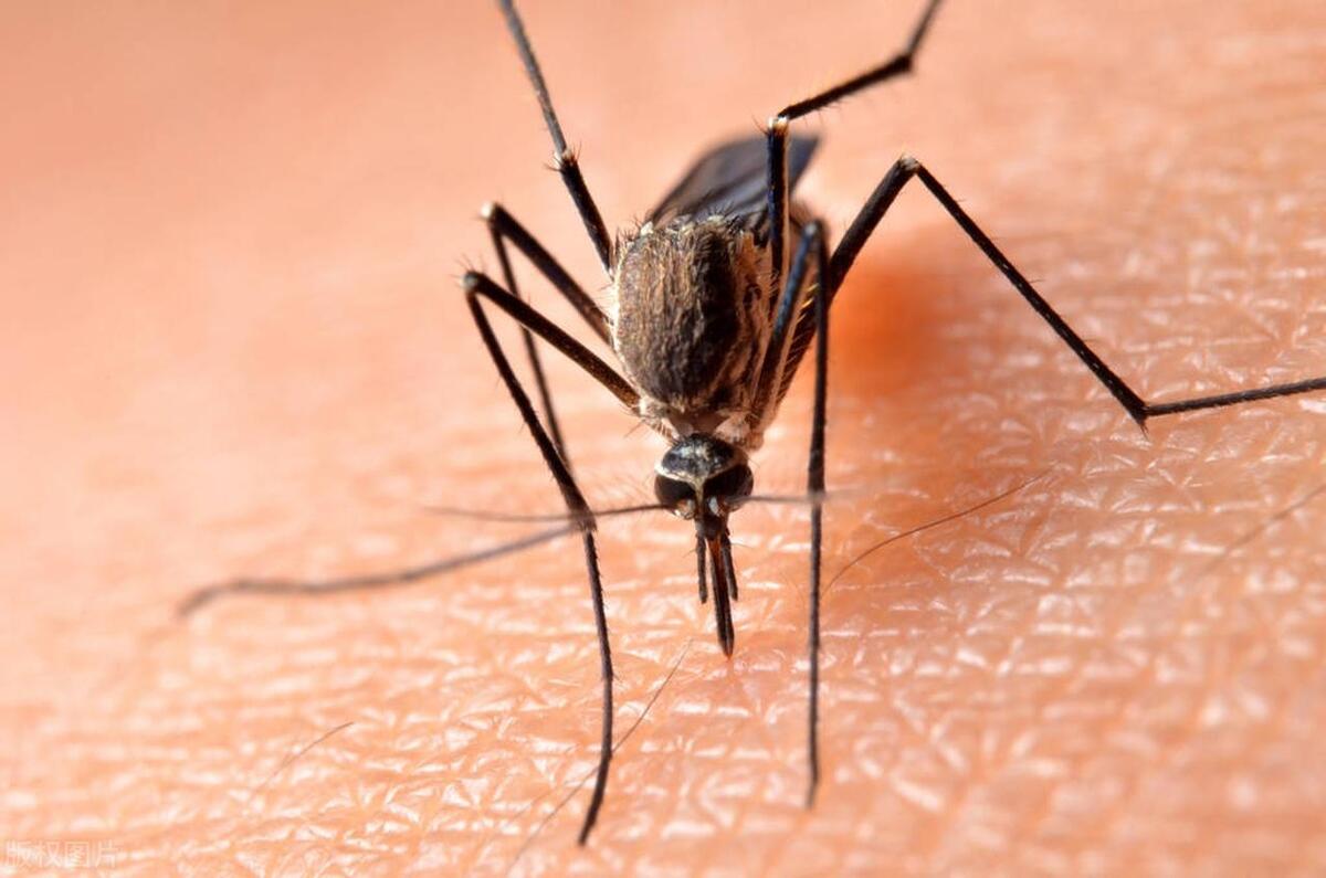 Scientific research finds new direction for treating malaria by ...