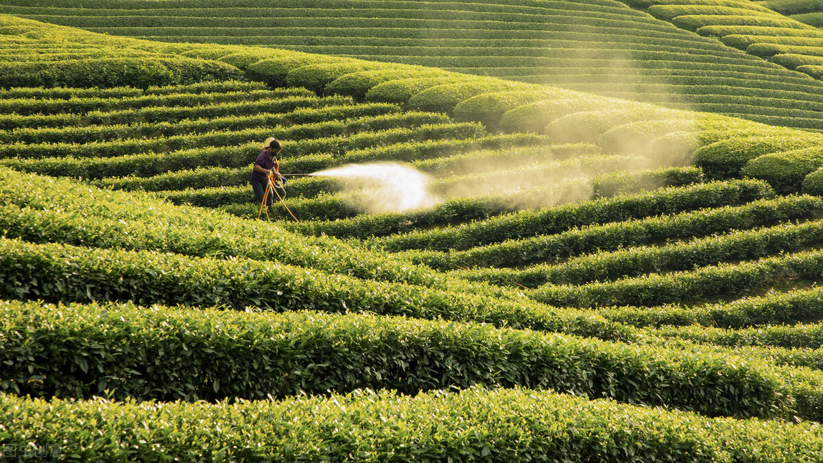 Why should we pay attention to pesticide residues in tea?How many ...