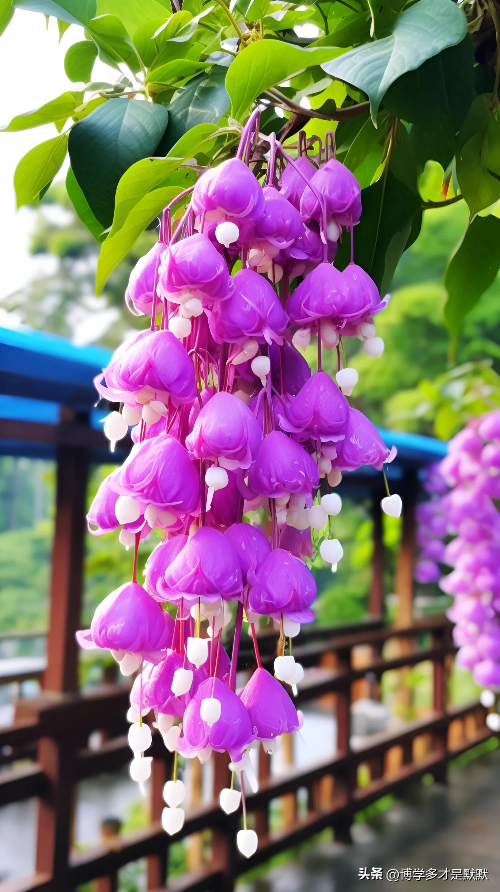 Purple wing petal fruit flower of exotic flowers and plants - iMedia